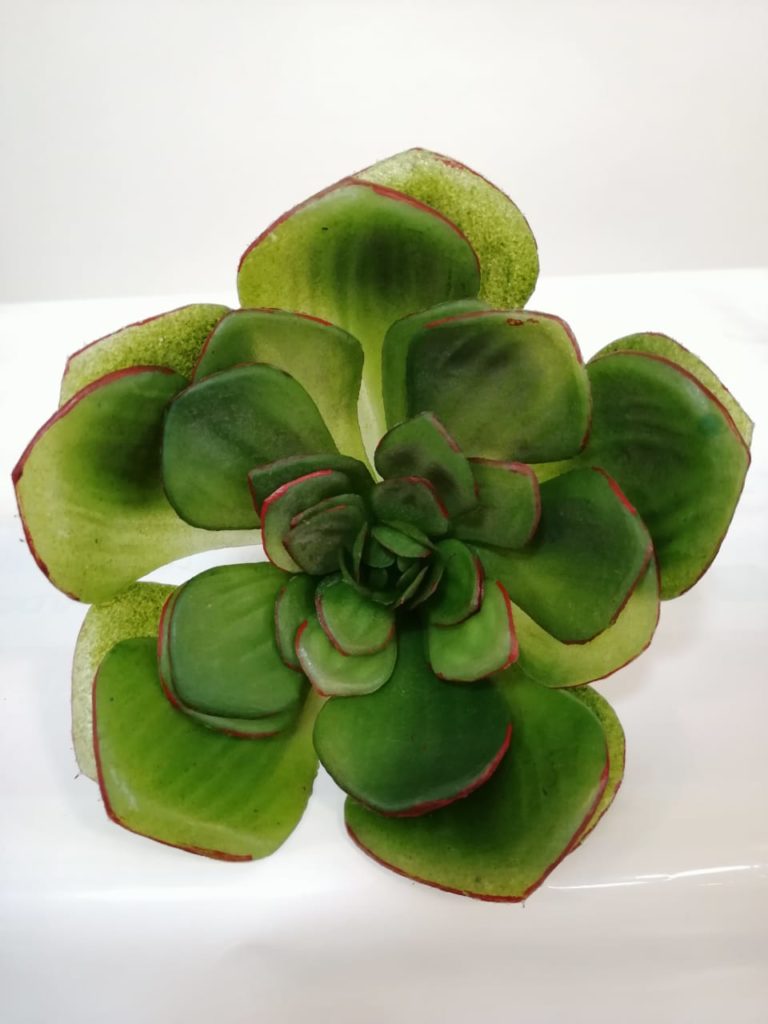 Succulent lotus – Arbocol | Fabrica de Arboles de Navidad